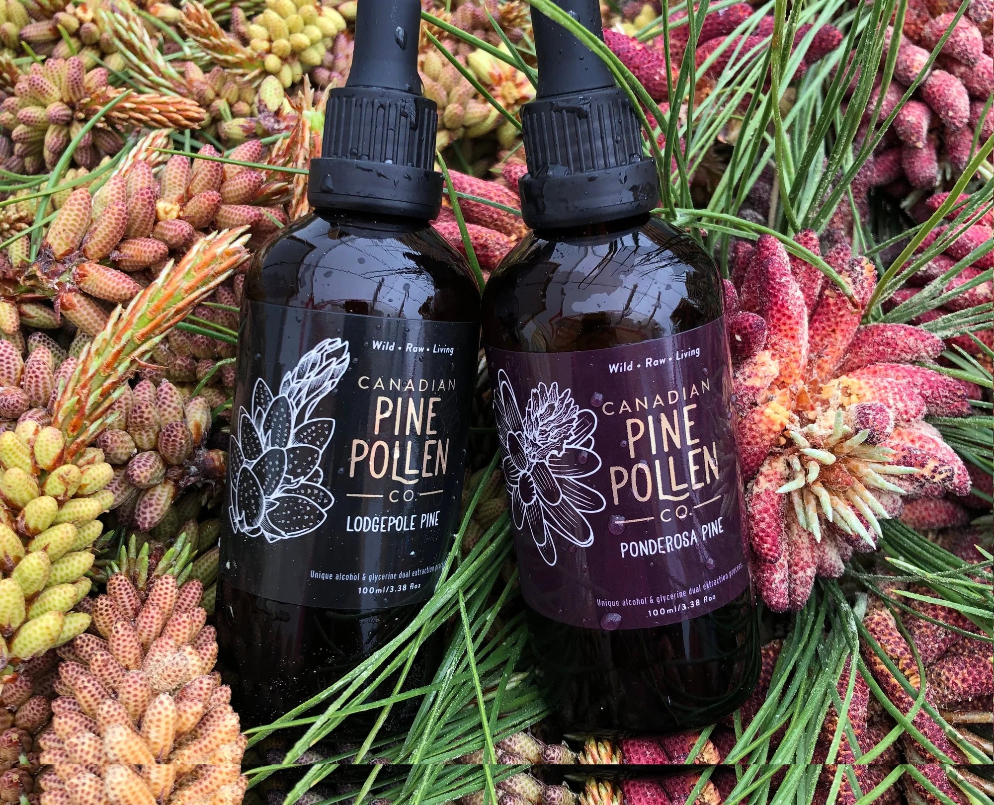 Crafting the Best Pine Pollen Tincture - Canadian Pine Pollen Company