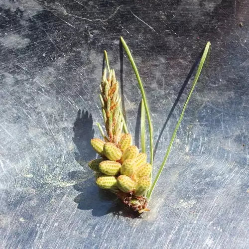 Pine Pollen and Pine Cones - Canadian Pine Pollen Company