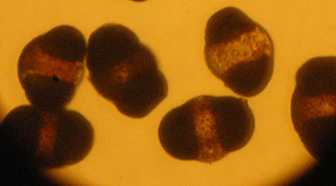 Cycling pine pollen and the rule of 5:2 - Canadian Pine Pollen Company