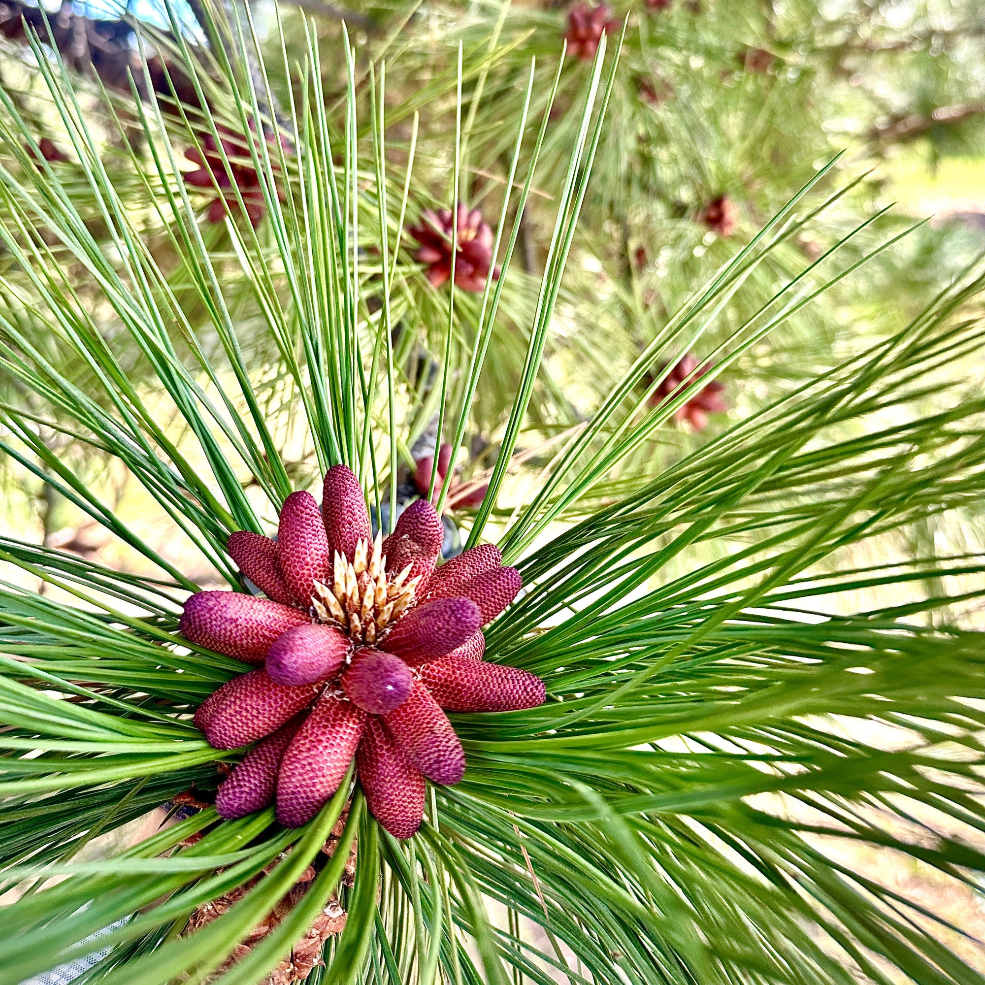 Wild Certified Organic Pine Pollen | 100% Wildcrafted in Canada