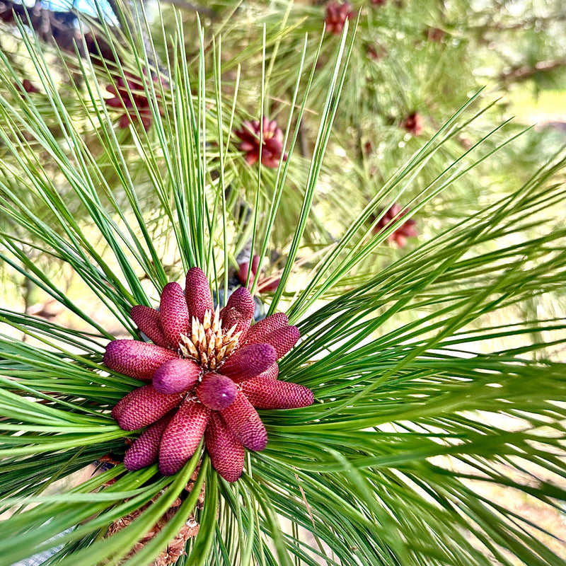 Wild Certified Organic Pine Pollen | 100% Wildcrafted in Canada